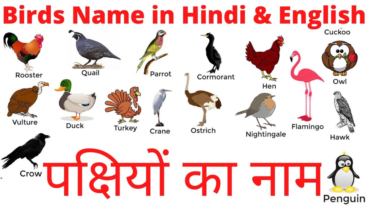 पक्षियों की विशेषताओं को जानें | Specialty of Birds with Name in Hindi ...