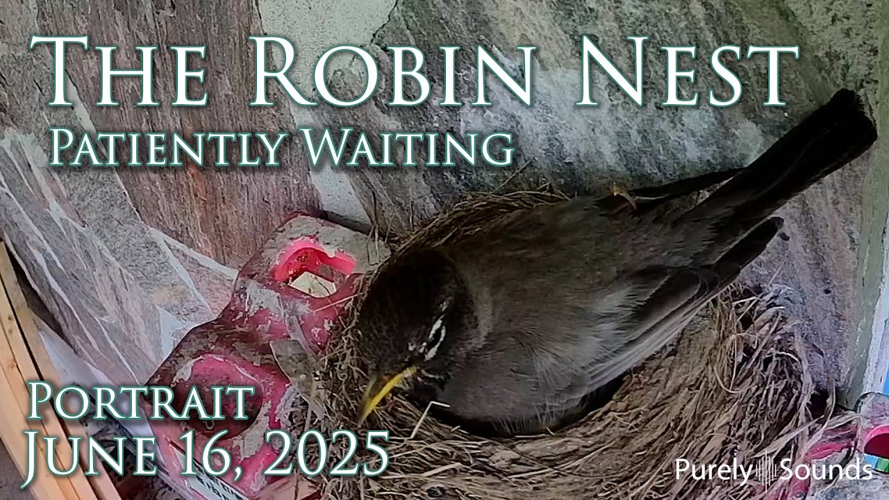 Watch the Robin Family Live – Portrait June 16th - YouTube