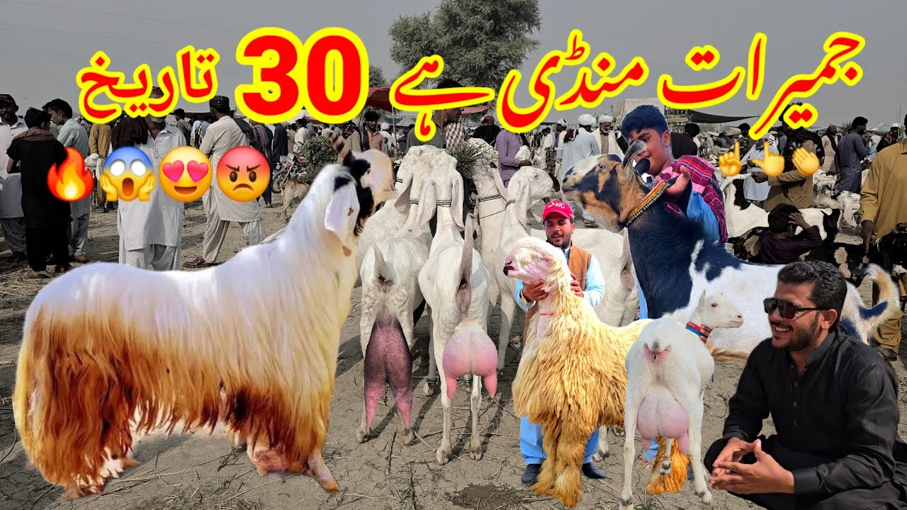 Buddh Din Bakra Mandi 🔥? Kya Rate Hoga 😱 بدھ منڈی Bakra Mandi Pakistan ...