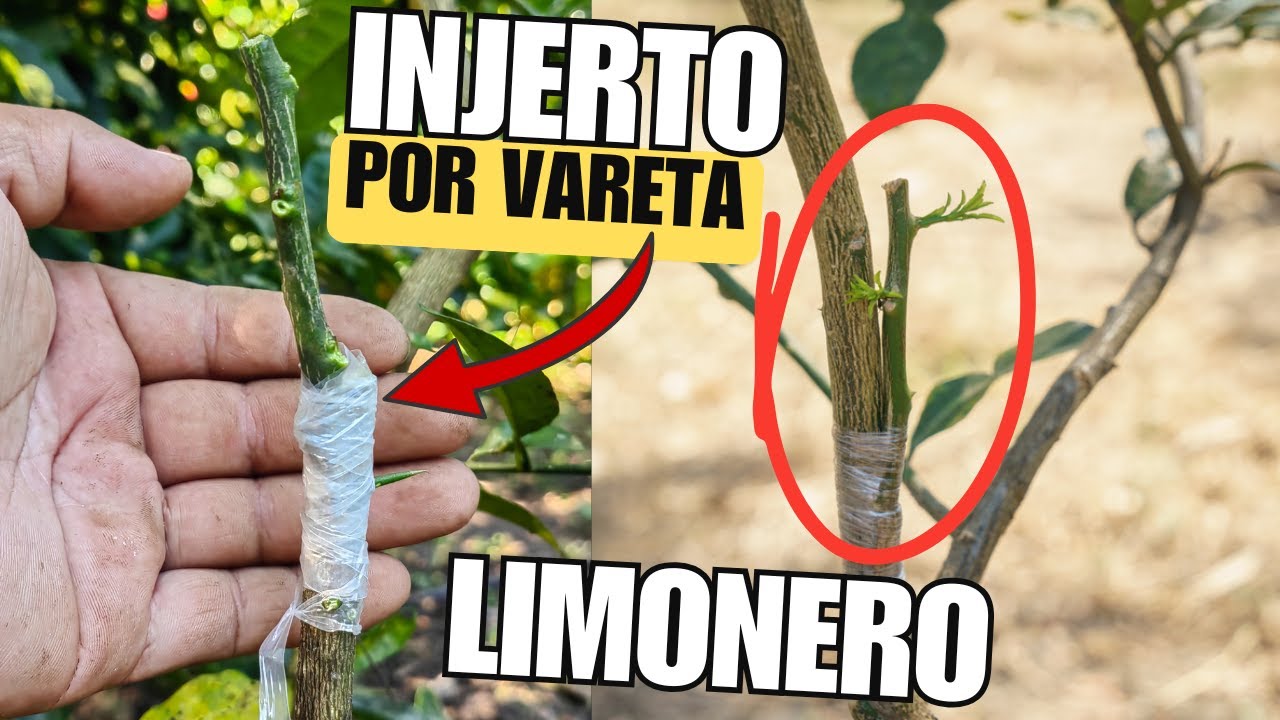 Injerto de Limón por medio de Vareta paso a paso Acelera la Producción ...