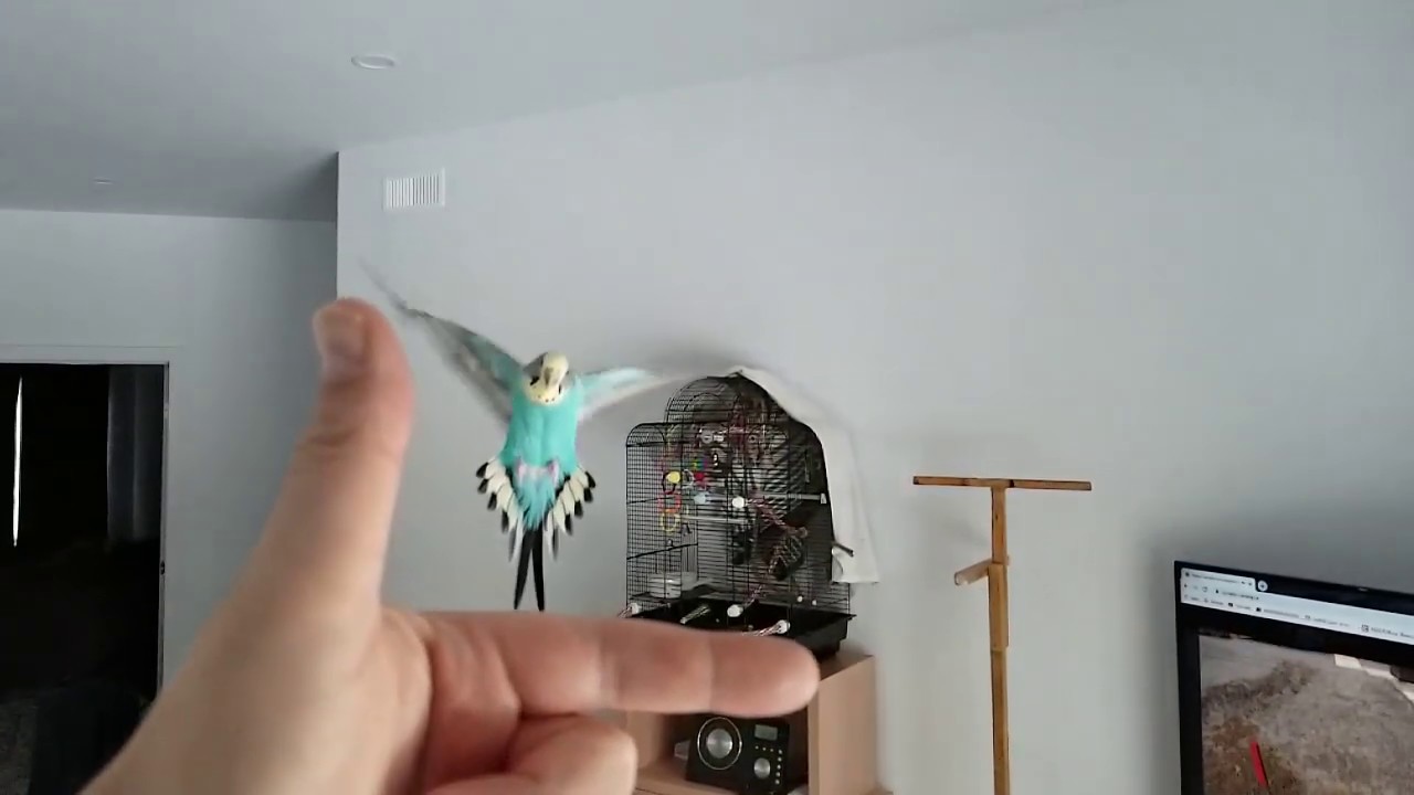 Slow Motion Budgie Flight - YouTube
