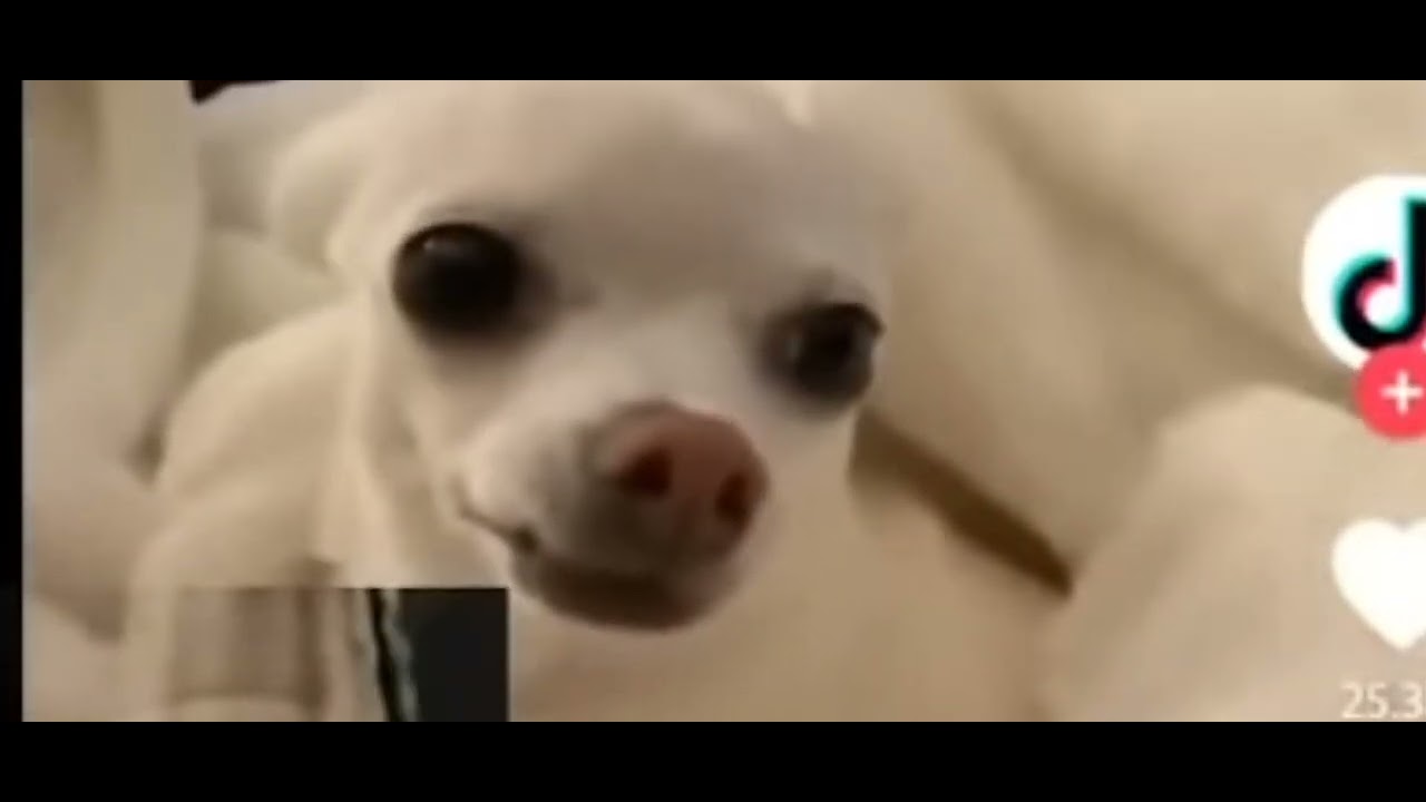 perro ladrando muy cariñoso y lo aorrina Ishow Speed p (meme)🙏😇😁😅😂🤣😅😂🤣😭 ...