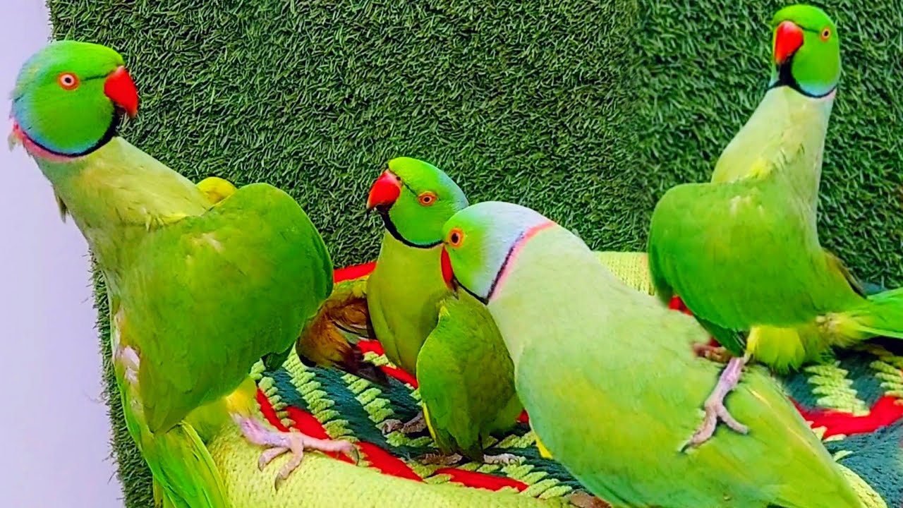 All Amazing Parrot🥀Best Talking🎊Voices Asmr🍃Sounds Beauty Bird♥️🌸 - YouTube