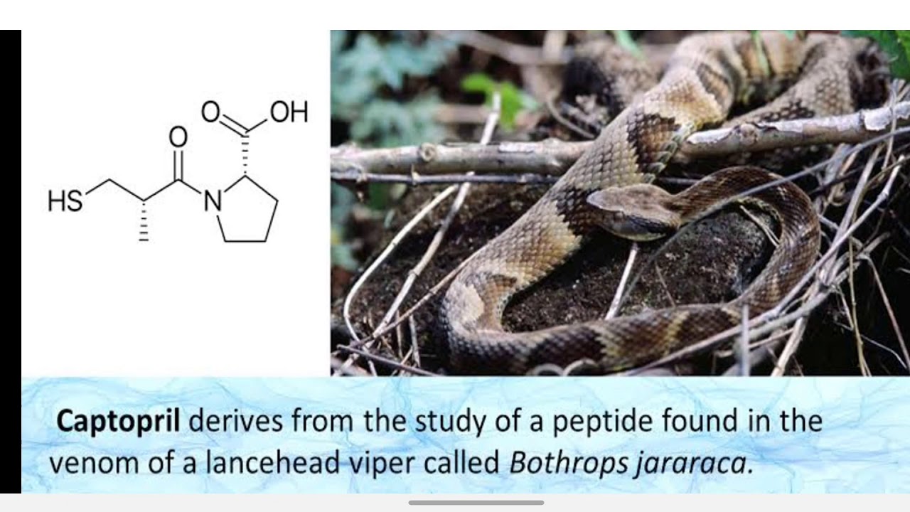Captopril--the drug from snake venom - YouTube