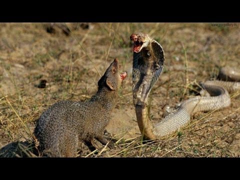 Wild Animals TV #6 @ Snake attack | Rattlesnake hunt, Snake vs mongoose ...