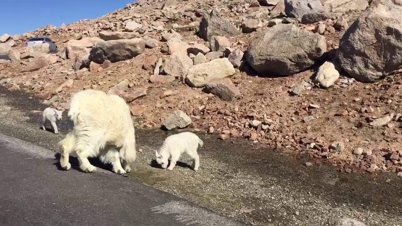 Baby Mountain Goats - Mt Evans Colorado - YouTube