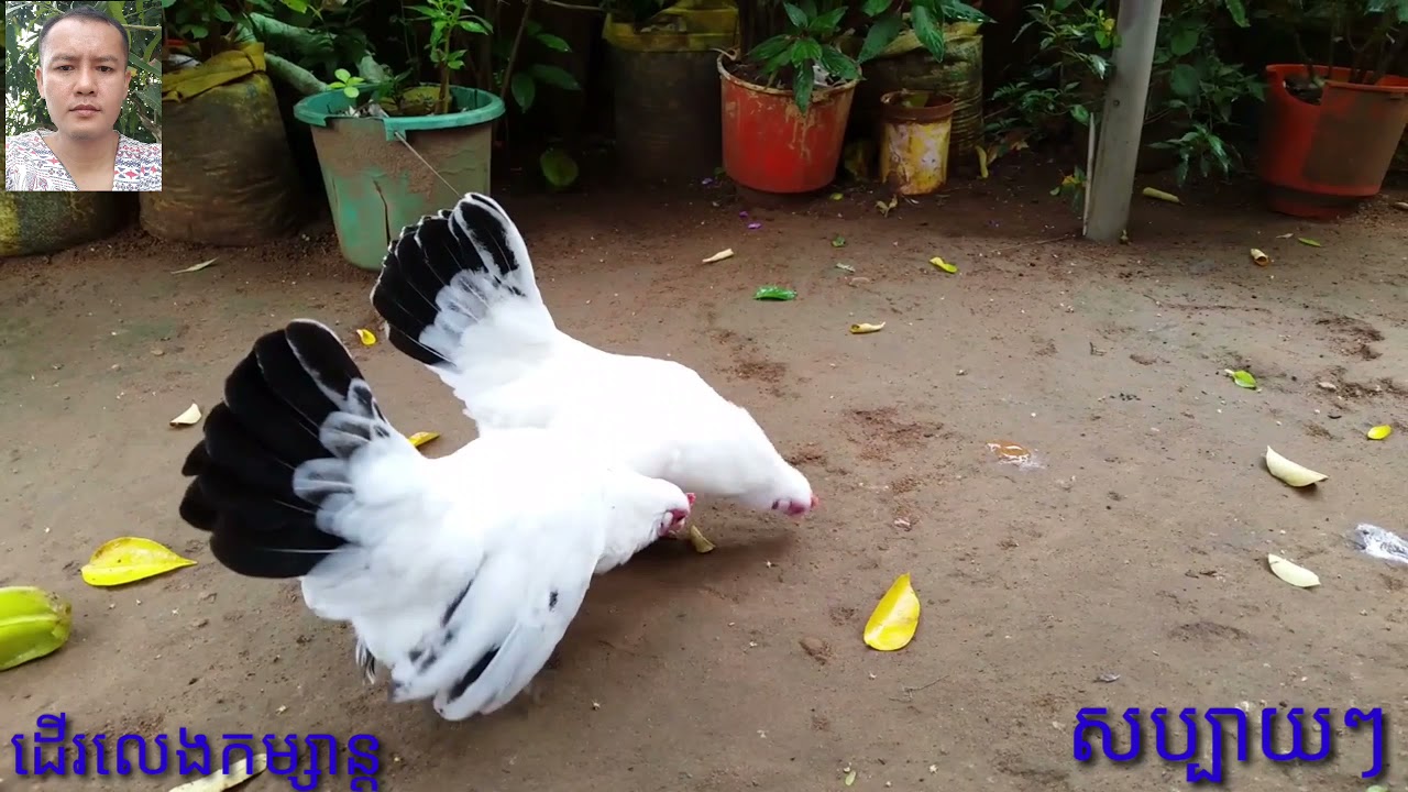 Beautiful rooster & Hen King Water Roosters - YouTube