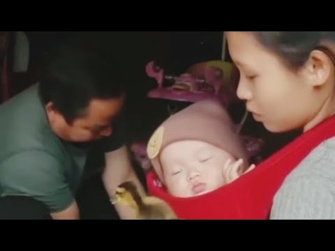 Young Mother Faces an Unexpected Wild Boar While Caring for Ducks