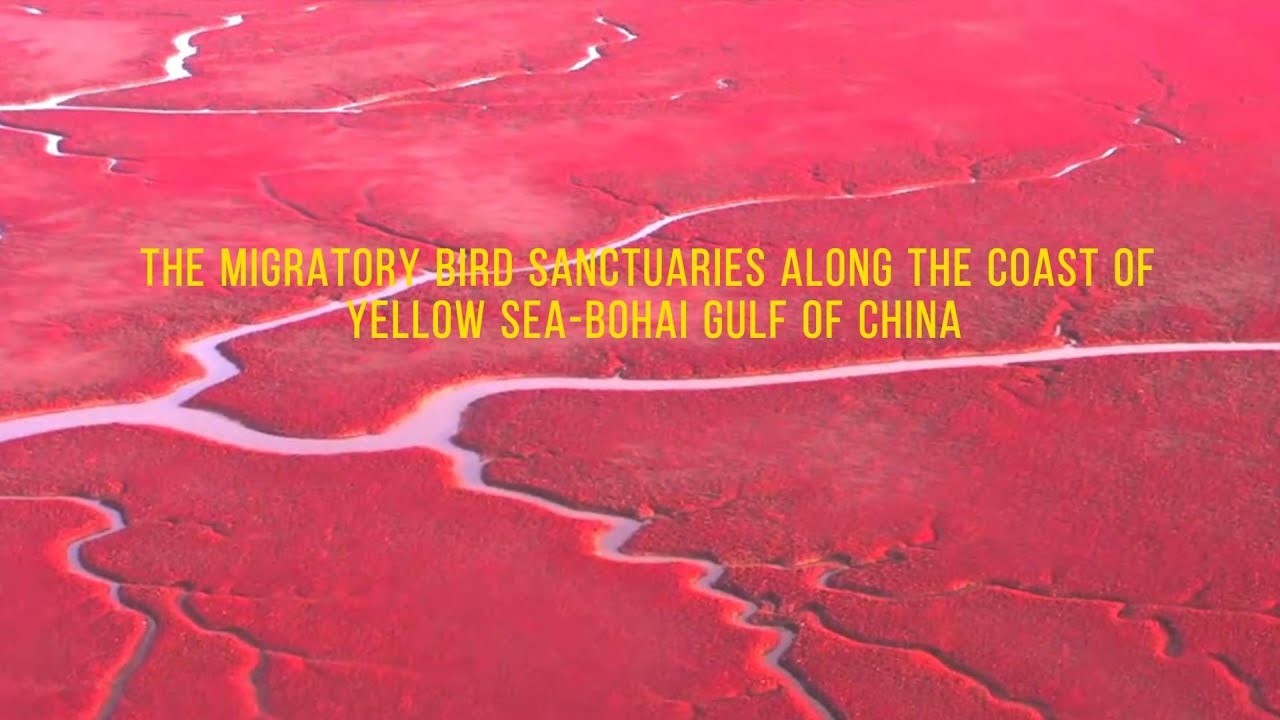 The Migratory Bird Sanctuaries along the Coast of Yellow Sea-Bohai Gulf ...