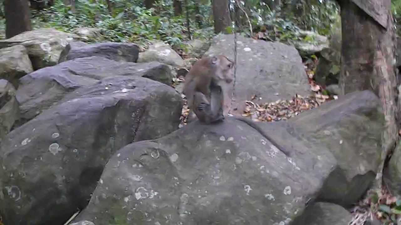Monkey @ Mantianak Zoo - YouTube