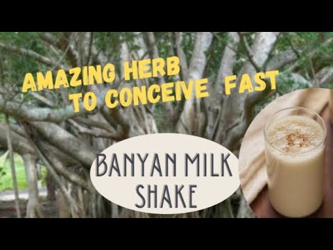 Banyan milk shake to conceive fast...#ttc #trying to conceive - YouTube