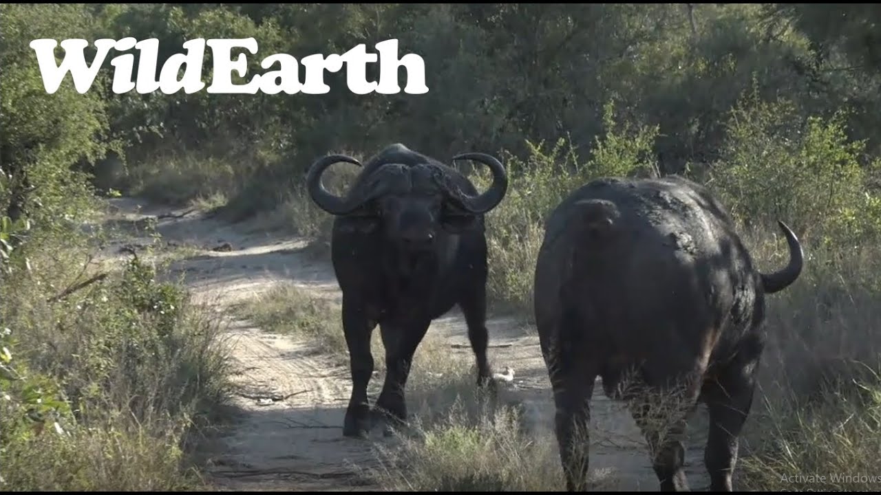 Have you ever heard the sound of angry Buffalo Bulls locking horns ...