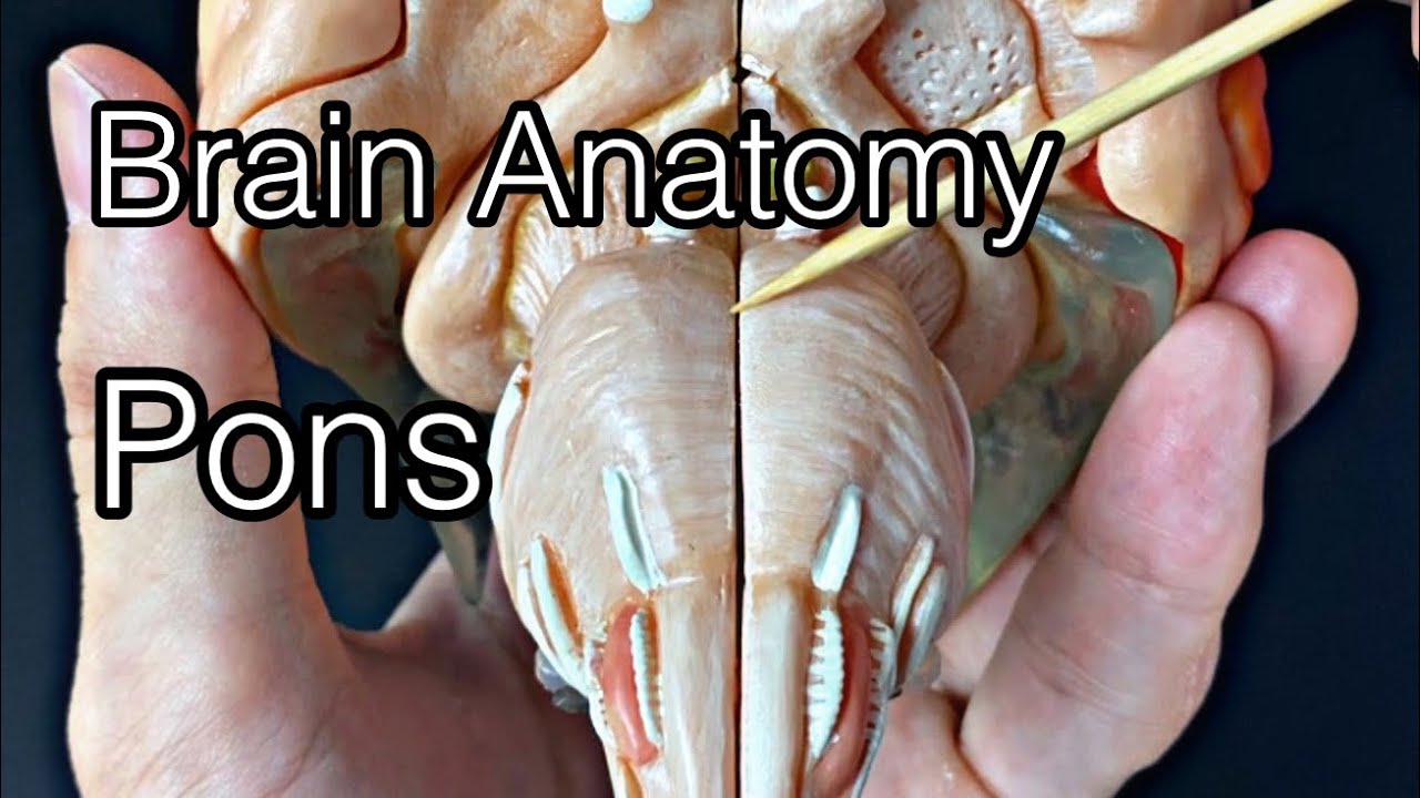 Anatomy of brain: pons (English) | pons คือเนื้อหาที่เกี่ยวข้องที่ ...