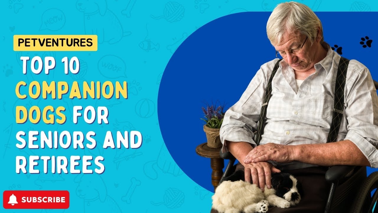Top 10 Companion Dogs for Seniors and Retirees - YouTube