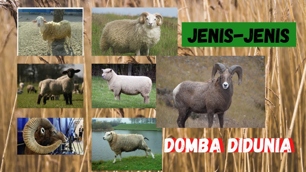 JENIS-JENIS DOMBA DIDUNIA | JENIS DOMBA PALING BESAR - YouTube