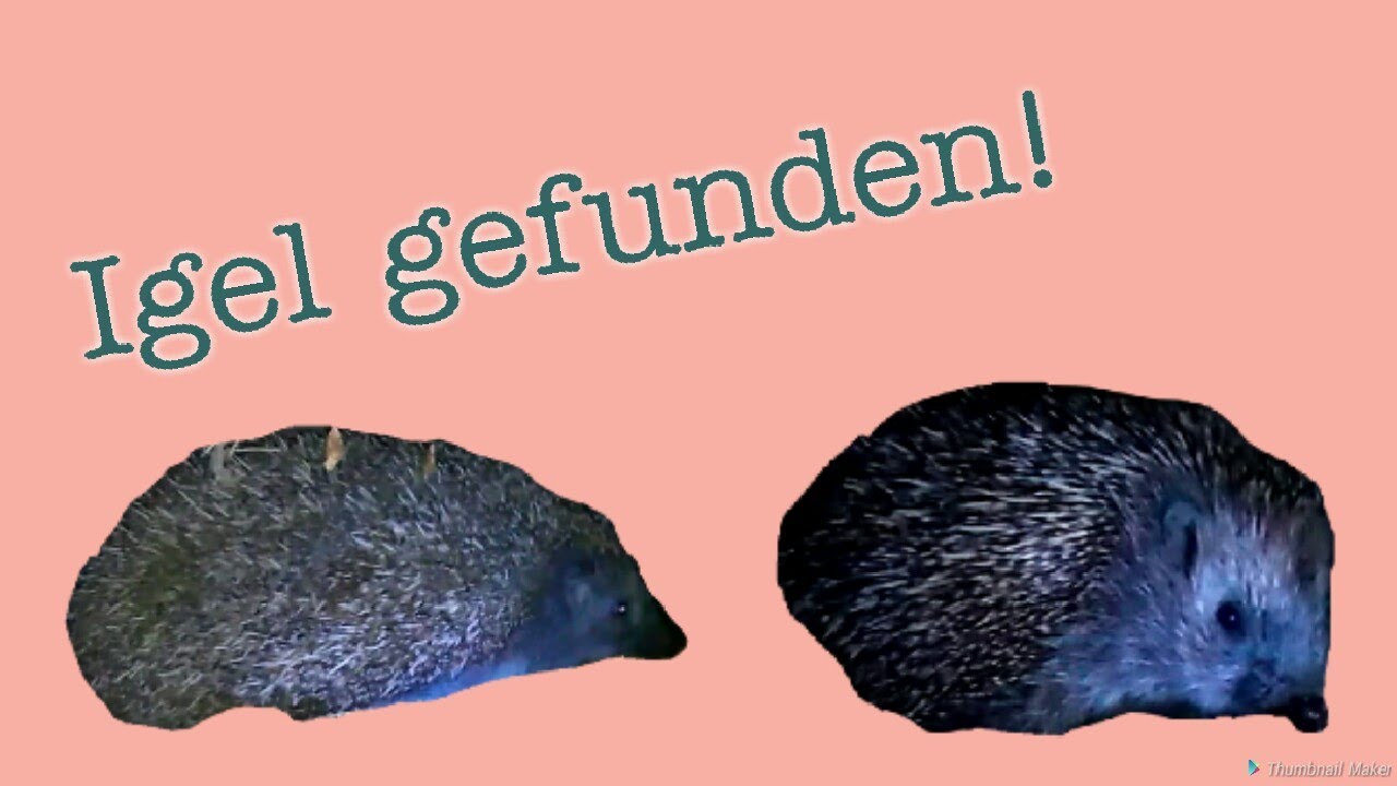 Igel - YouTube