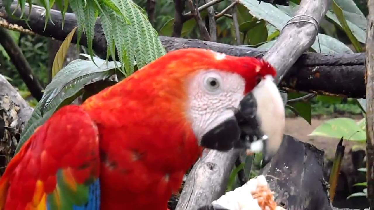 Scarlet macaw eats - YouTube