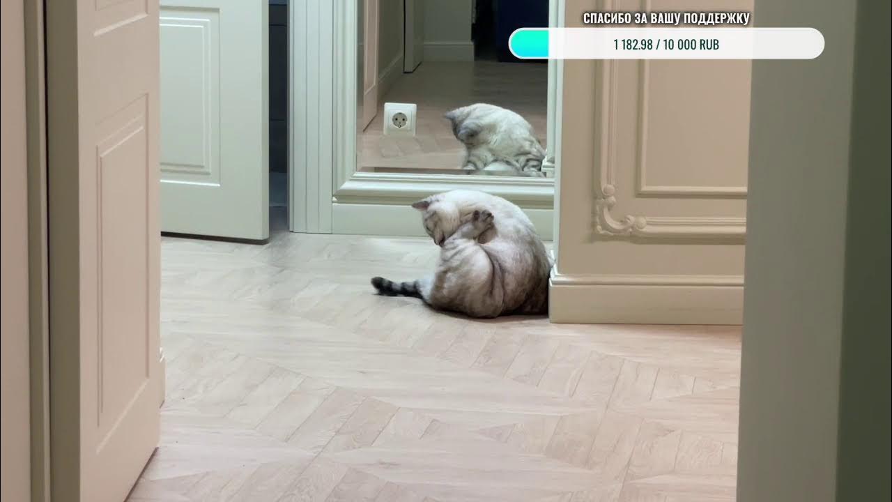 Ириска не толстячок - YouTube