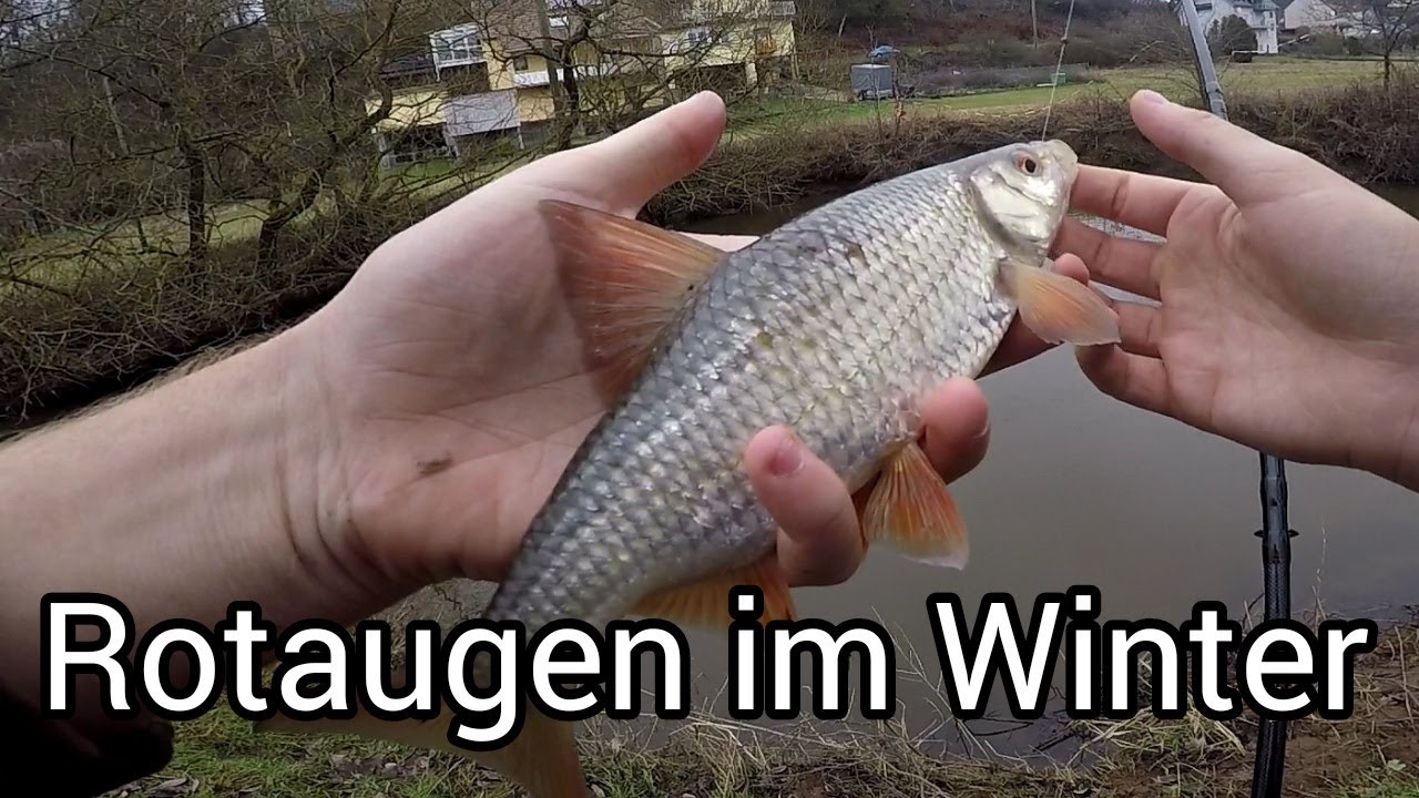 Rotaugen im Winter - YouTube