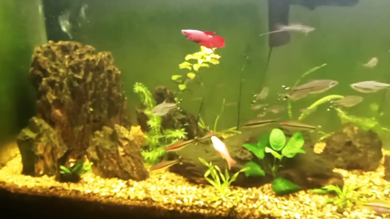 At Least 15 Emerald Green Corydoras Fry Safe From Predation In Breeder ...