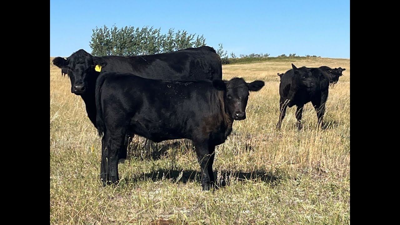 Harley Hutton 2022 Angus Calves - YouTube