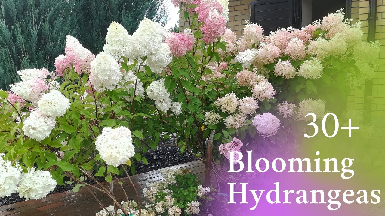 Blooming hydrangeas in the most beautiful gardens. - YouTube