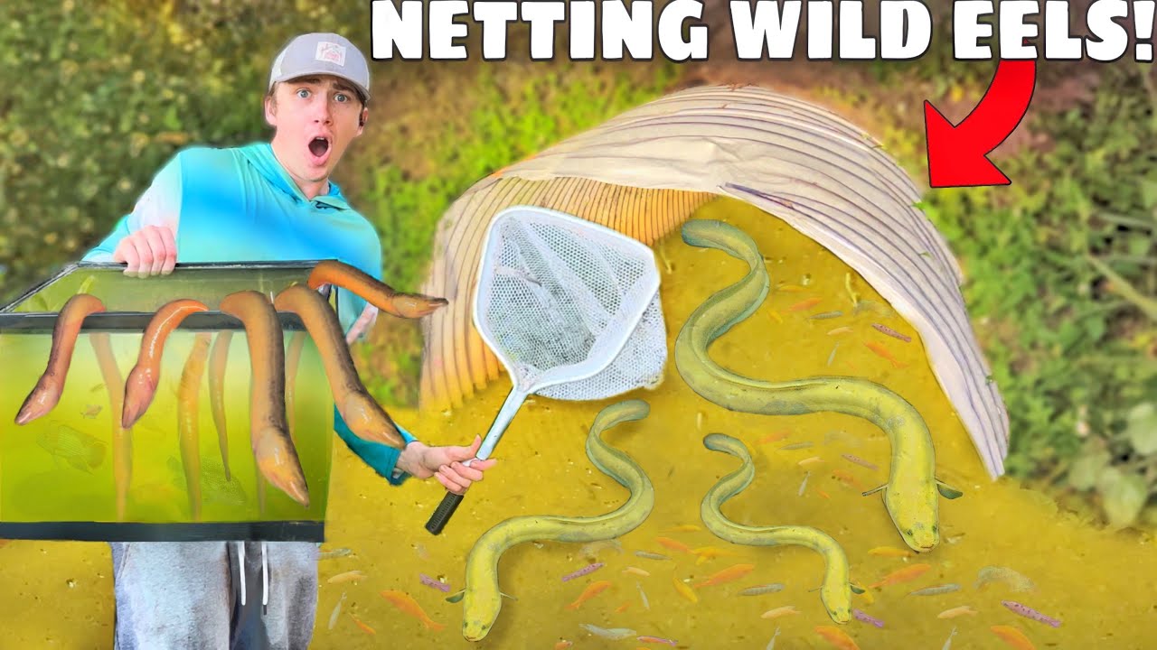 Netting Wild EELS For My NEW AQUARIUM! - YouTube