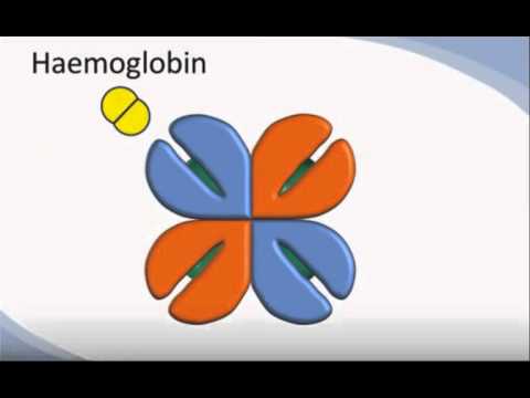 Semester 2 Chapter 1 Lesson 2 hemoglobin conformational change - YouTube