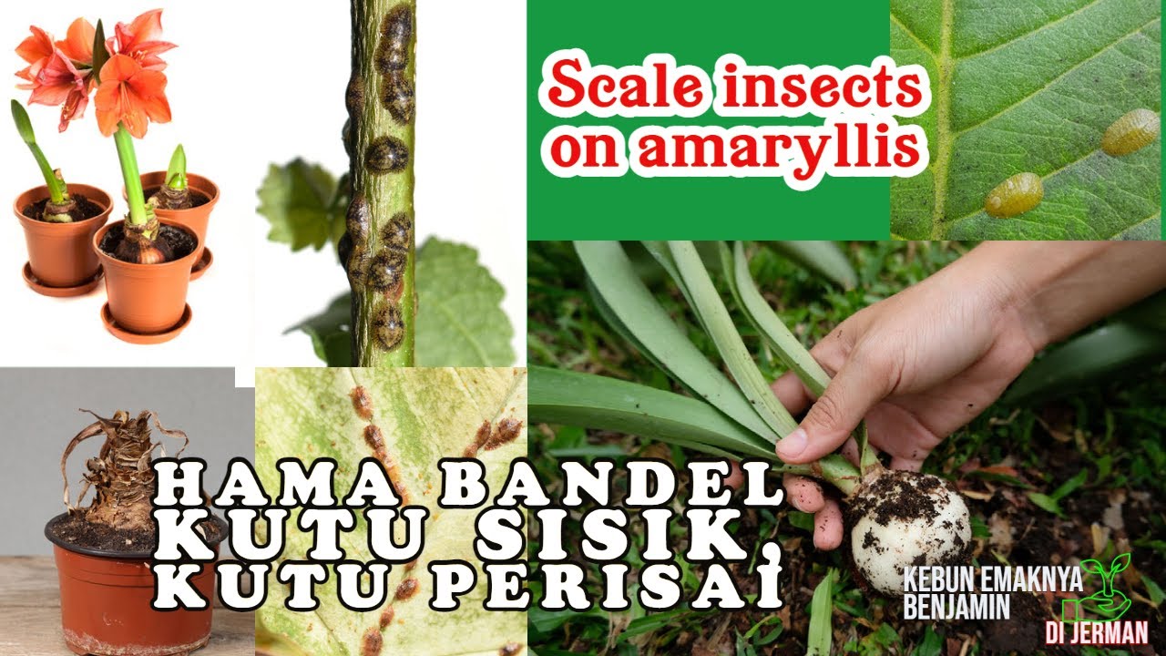 Daun Bunga Amarilis Bergetah Curiga Ada Hama Kutu Sisik Kutu Perisai 🤔 ...