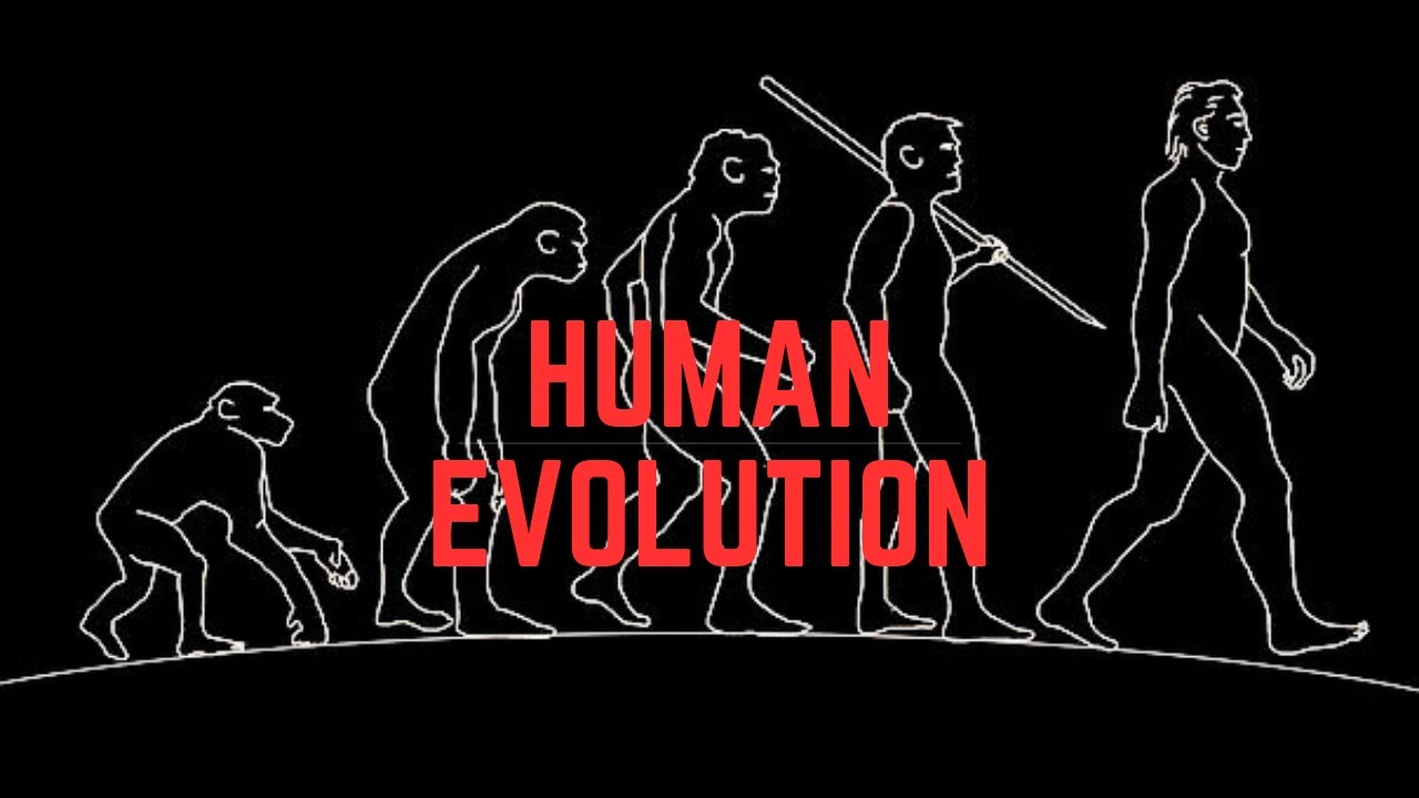 The Incredible Journey of Human Evolution: From Primates to Modern Homo ...