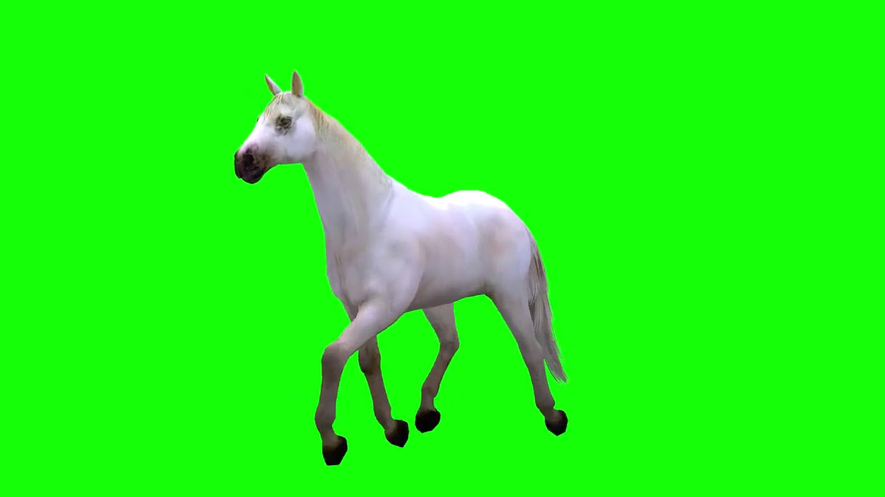 Free Green screen Horse runing / Top love - YouTube