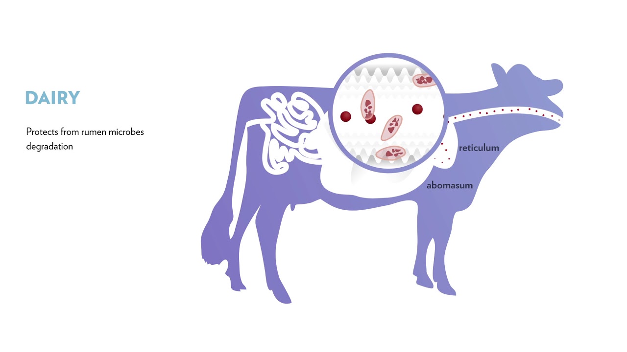 Jefo Dairy Animation - YouTube