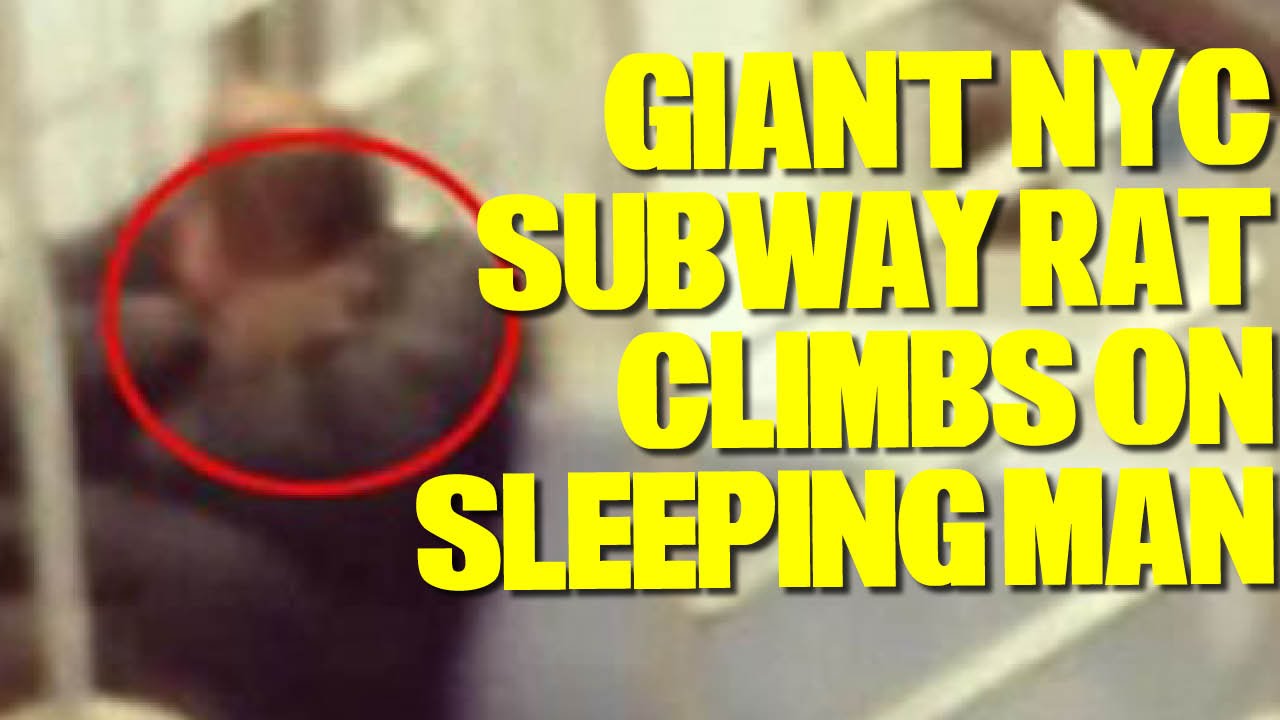 GIANT Rat Crawls on Sleeping Man on NYC Subway - YouTube