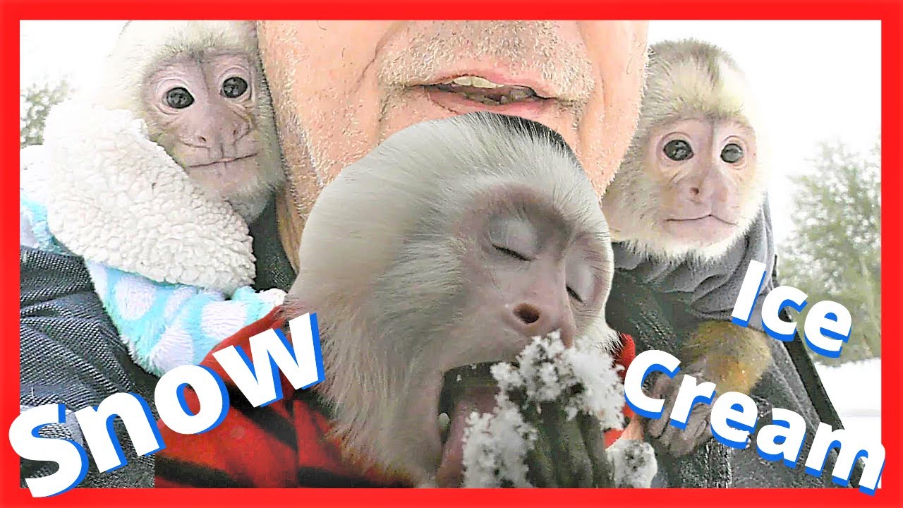 Our Monkeys Eat SNOW ICE CREAM For The First Time | Adorable Reaction ...