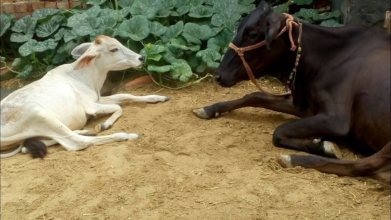 Cow baby yawning funny video compilation - YouTube