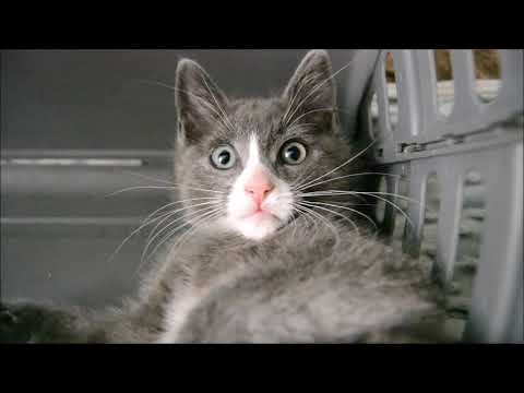 Red Rover, Red Rover, Let CLOVER come over!! - YouTube