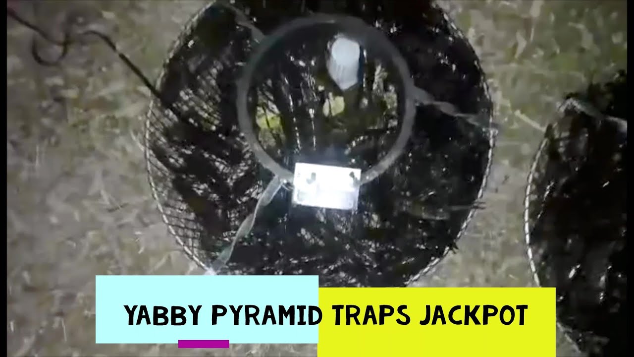 RED CLAW YABBY FISHING TOPLIFT PYRAMID POTS WOW CATCHING RED CLAW IN ...