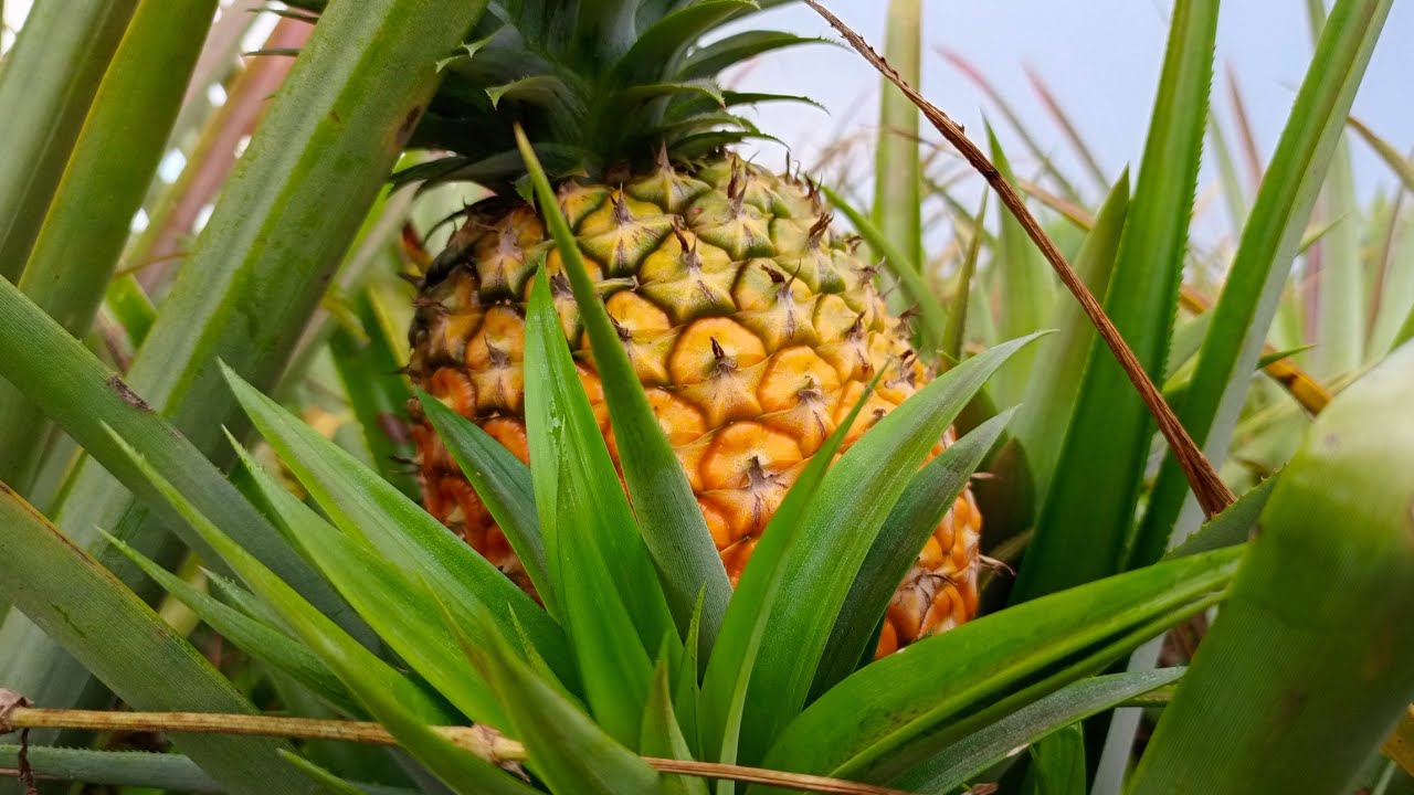 Pineapple Farming: Turning Fields into Green Gold in Northern Uganda - YouTube