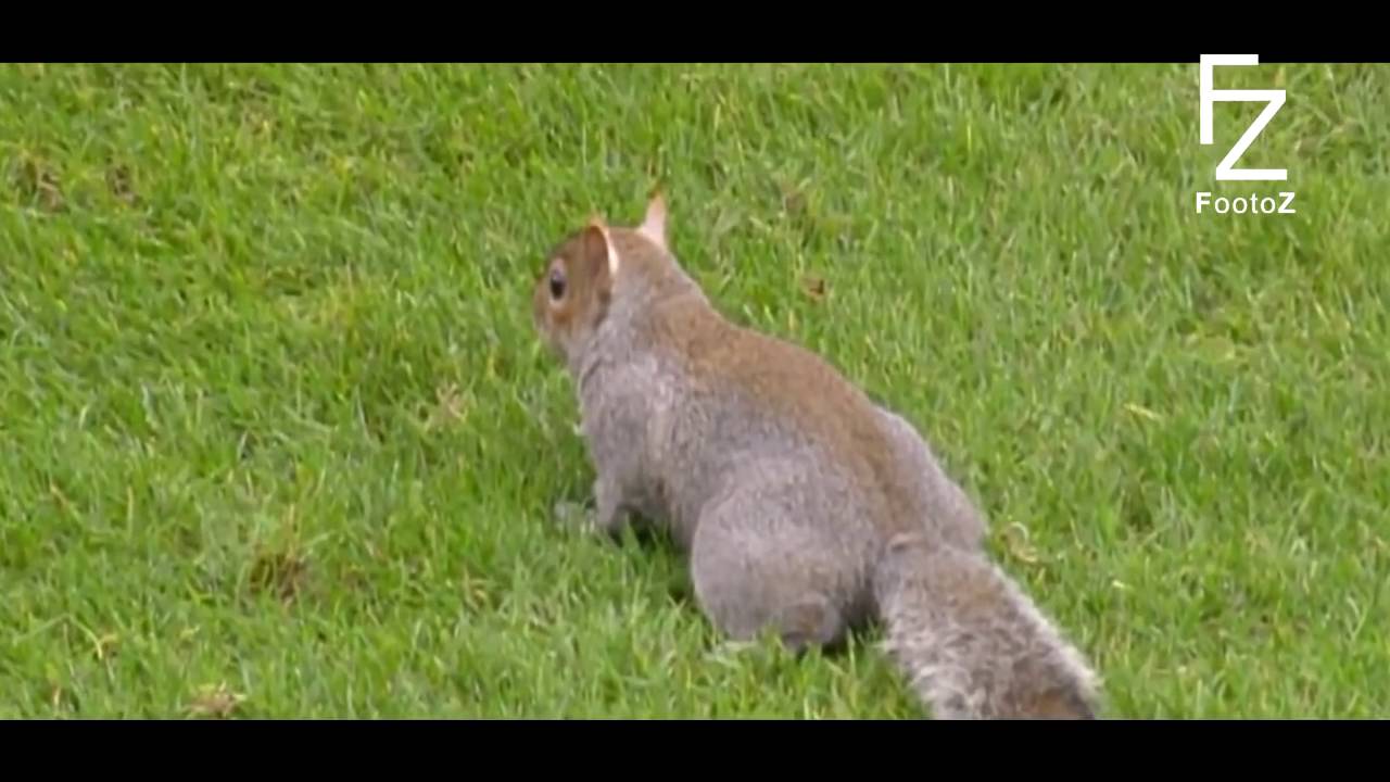 Animals on the Football Pitch Funny Moments HD - YouTube