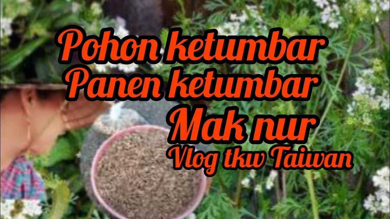 TKW TAIWAN PANEN KETUMBAR POOL‼️ Taiwan Tkw Harvest coriander pool ...