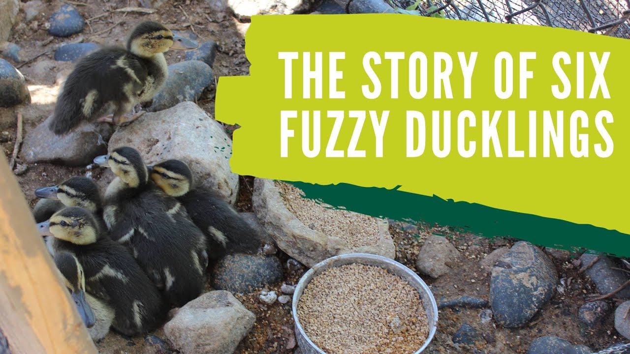 The Story of Six Fuzzy Ducklings - YouTube