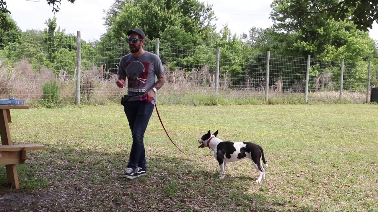 Shelter Dog - Walk Correction With Pet Corrector - YouTube