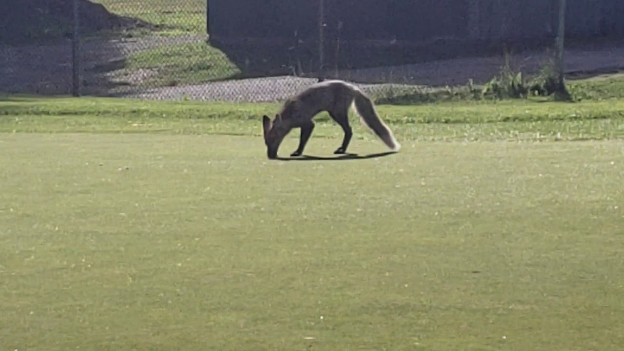 Fox vs mouse - YouTube