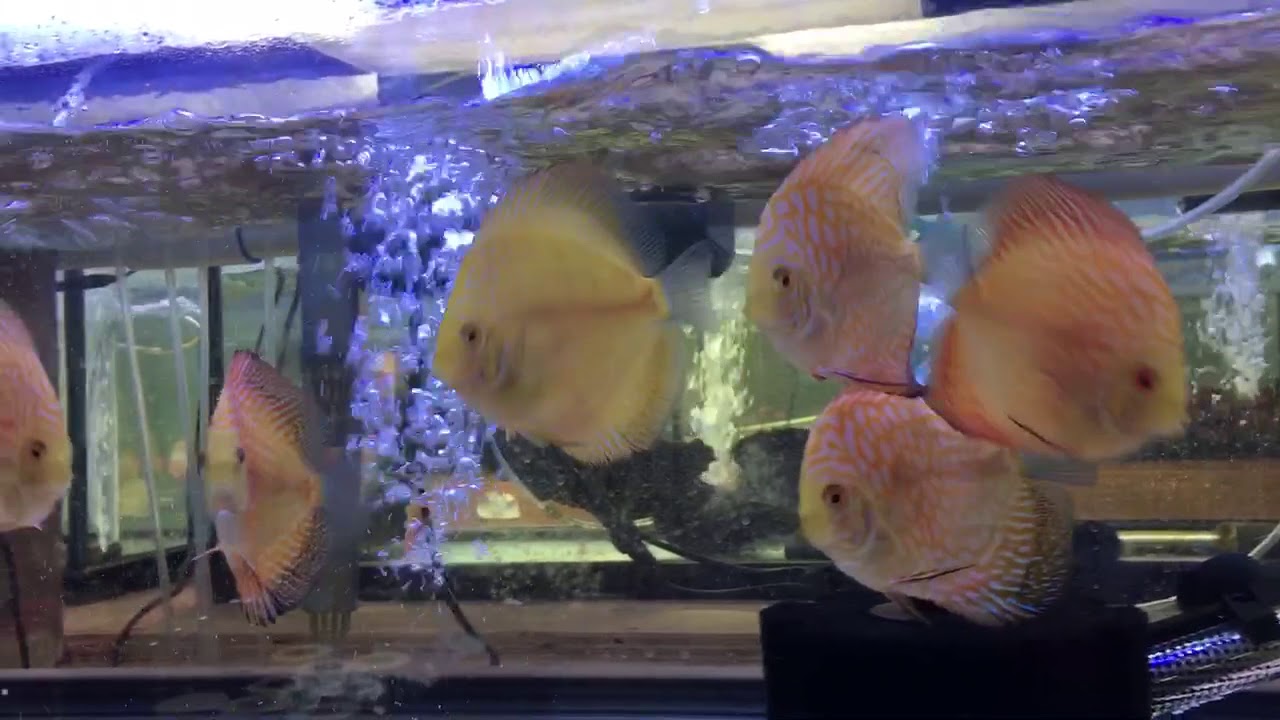 Yellow Pigeon Blood Discus For Sale - YouTube