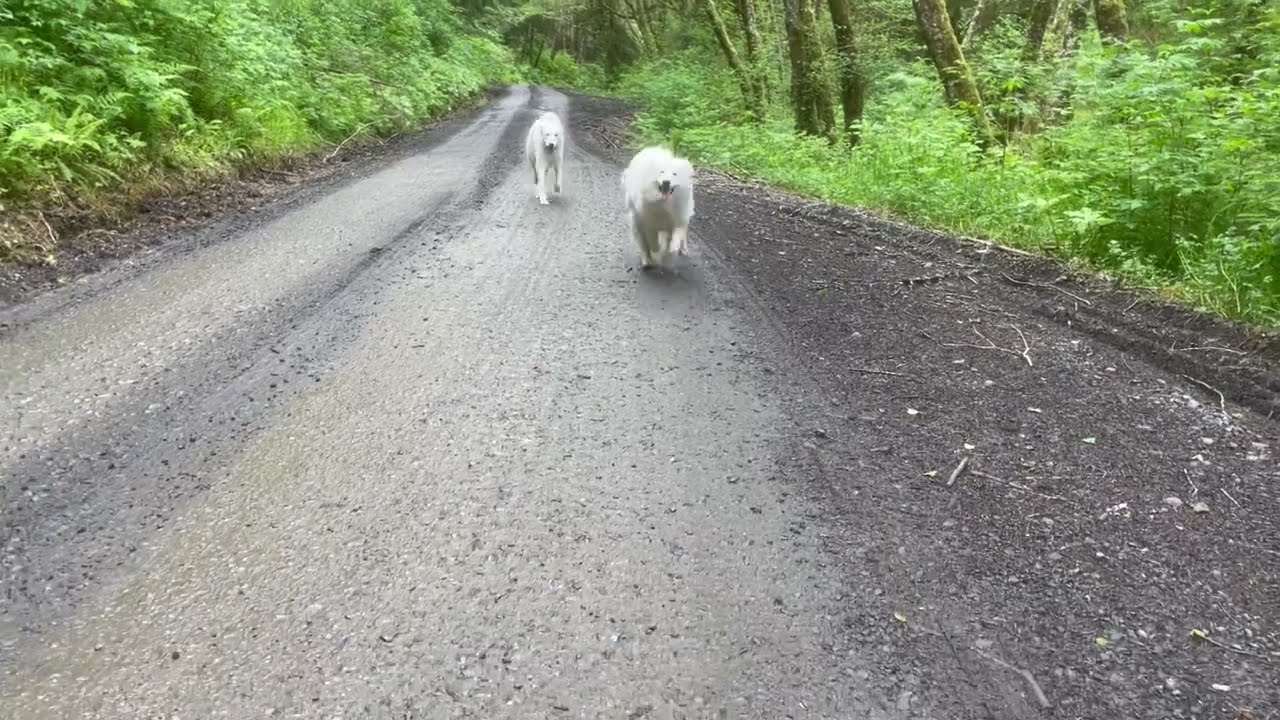 Great Pyrenees Run Together - YouTube
