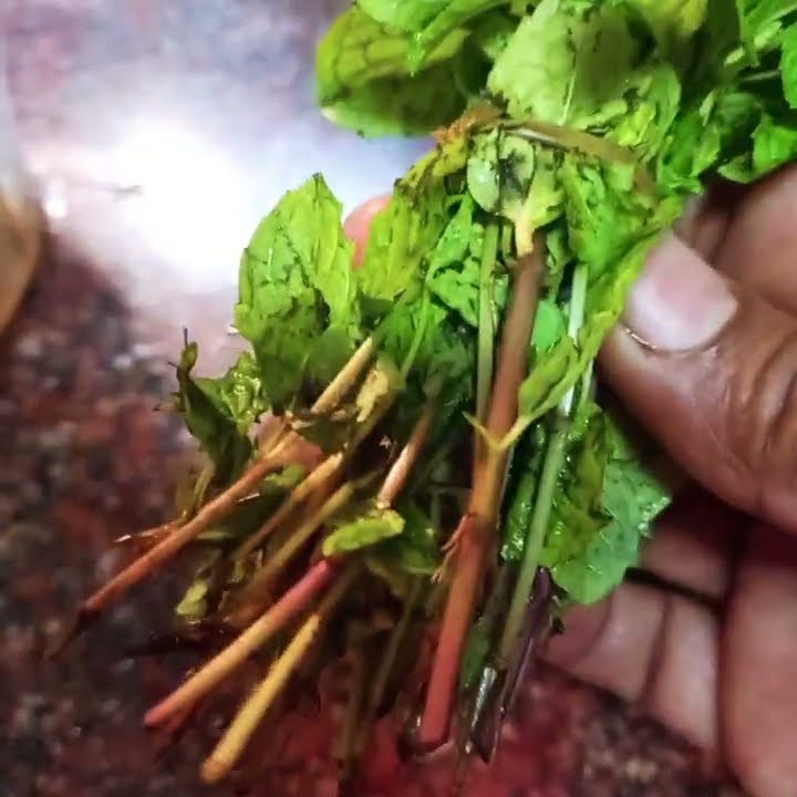 PUDINA LEAF OR PEPPERMINT LEAF HOW TO GROW AND IT'S GOODNESS # ...