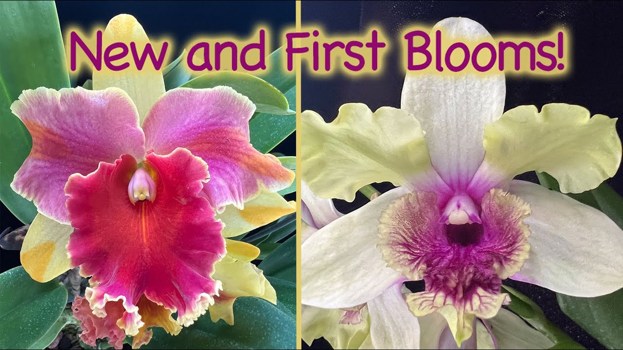 New and First Blooms! - YouTube