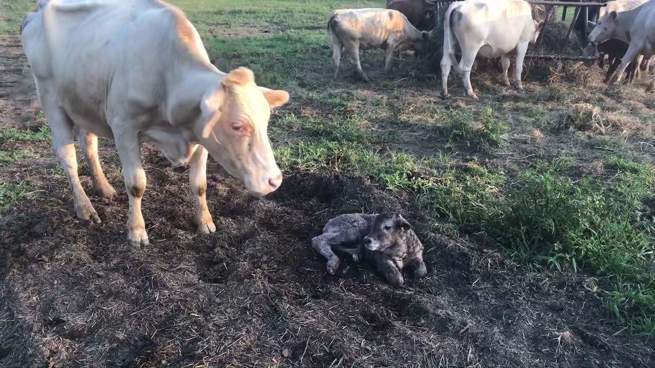 BEEFALO - Baby Beefalo First Steps - Broken Buckle Beefalo - YouTube