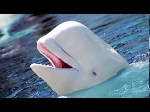 Baby Beluga by Raffi