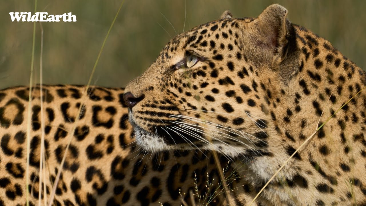 Whiskers of the African Bush - YouTube
